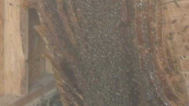 Bee Infestation Safety Tips