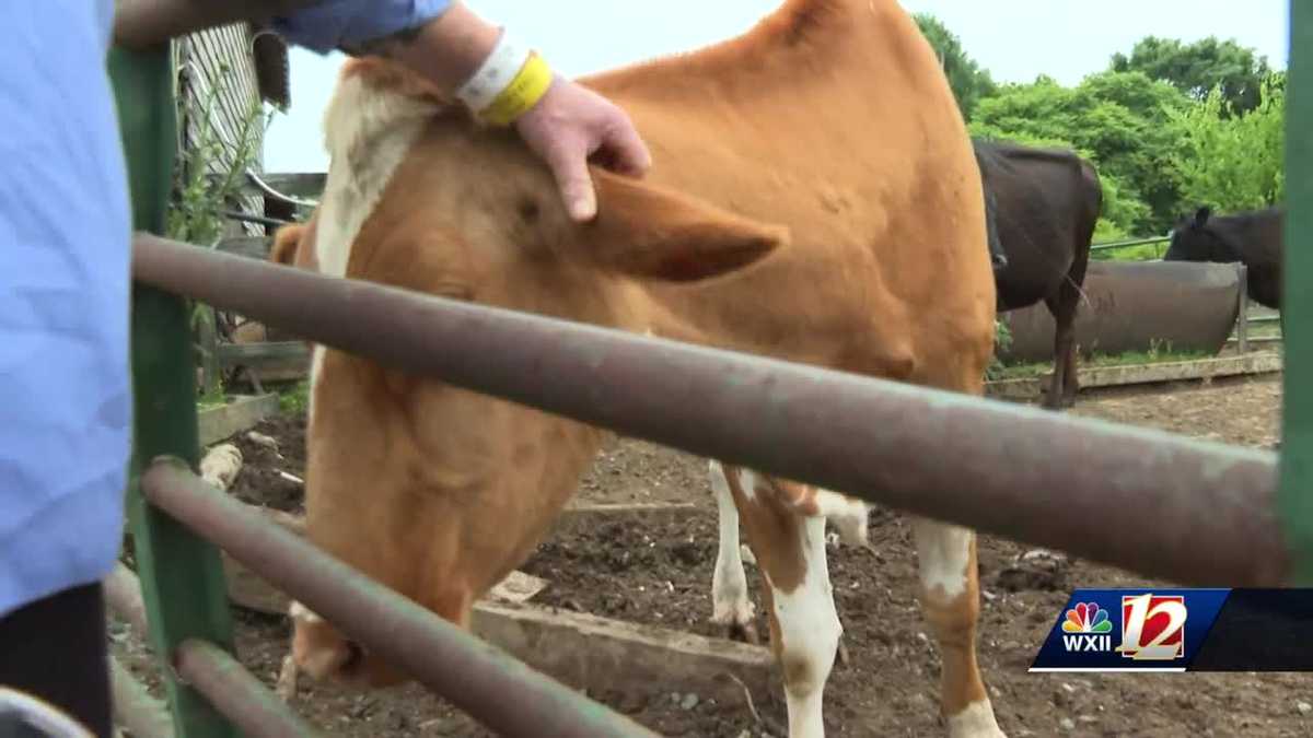 North Carolina dairy farmer returns home after bull attack