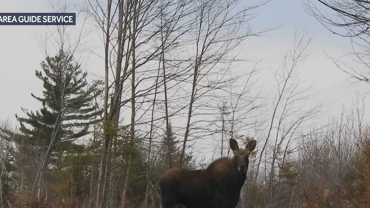 'Who you lookin' at?' Moose, calf caught on cam in Maine