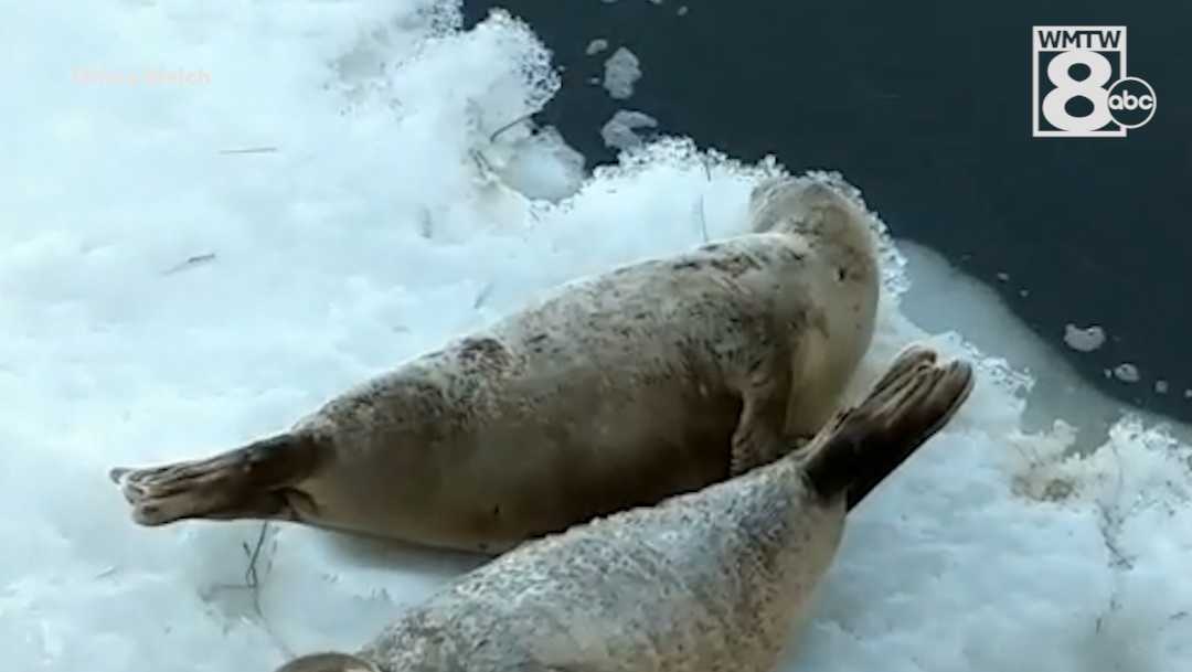 Two seals caught enjoying some sun on floating piece of ice in Maine