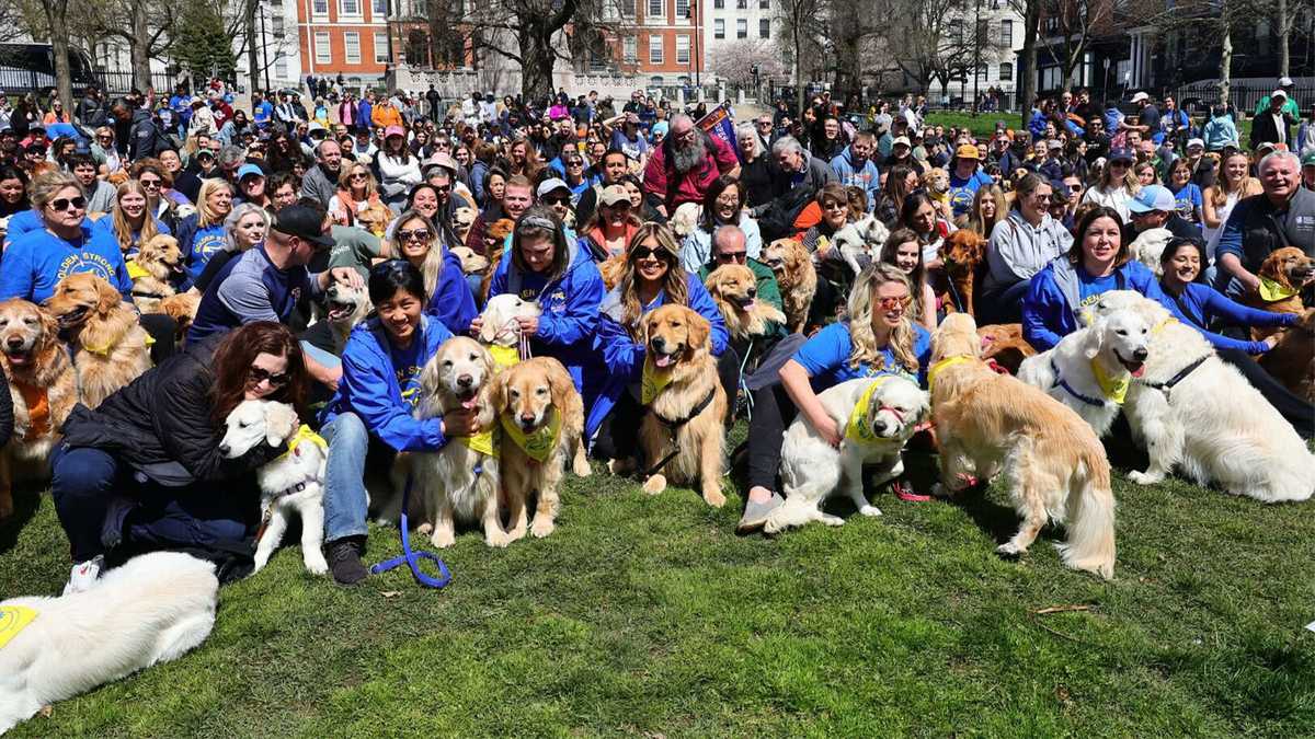 Golden retriever meetup held in honor of Boston Marathon dog Spencer
