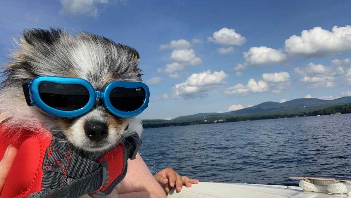 Adorable video: These doggos are doing summer right