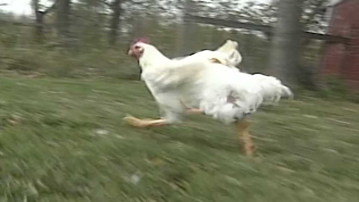 RETRO FIND: Chicken with four legs who beat the odds