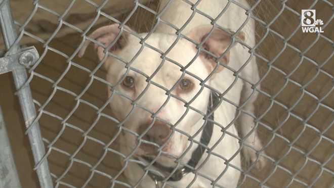 SPCA brings dog adoptions back to Humane PA facility in Lancaster County