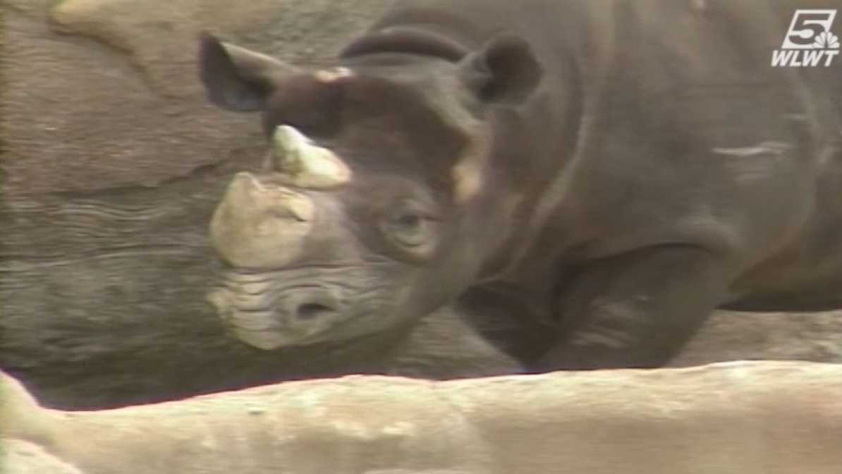 Archives: Endangered African Black Rhinoceros at Cincinnati Zoo