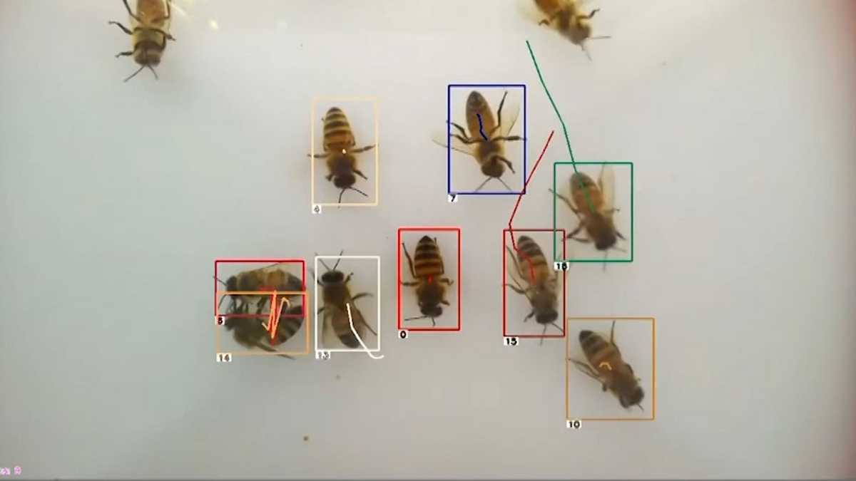 Mass. beekeeping company says AI tech leads to healthier hives