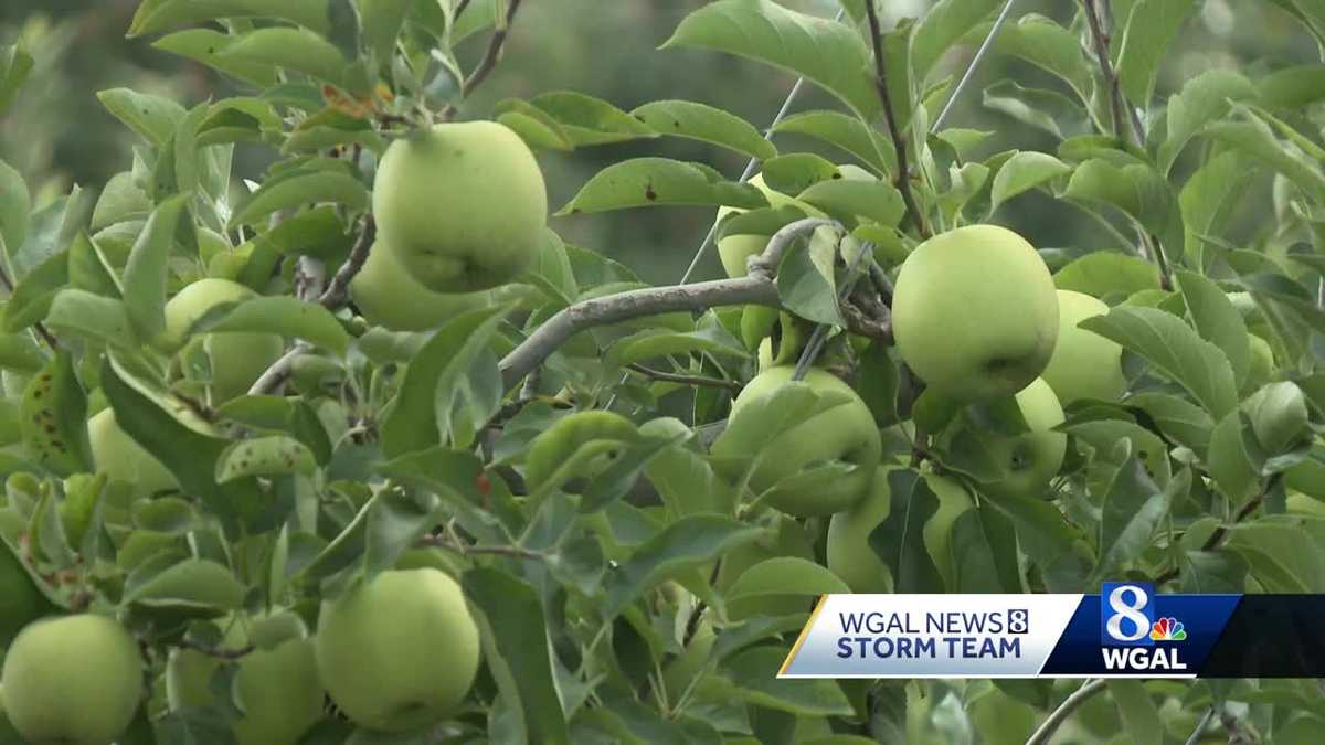 Heat wave and dry conditions impact apple growers