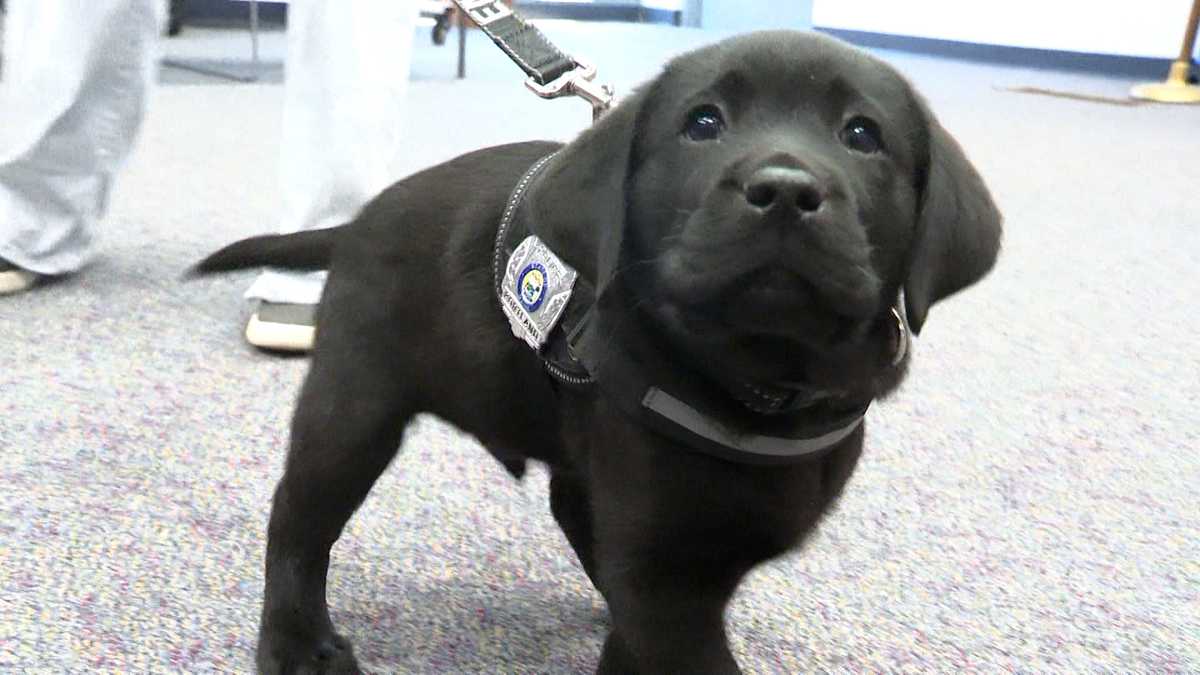 Portland police welcome new comfort dog to the department