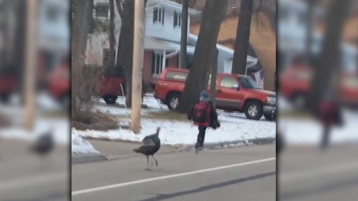 Driver saves child being chased by turkey