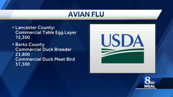Avian flu found in three more Pennsylvania flocks