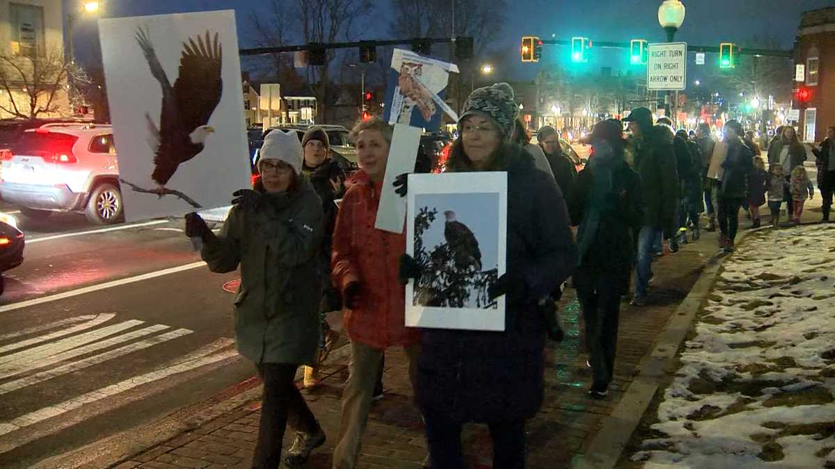 Call for action in Mass. after bald eagle dies from pro-grade rat poison