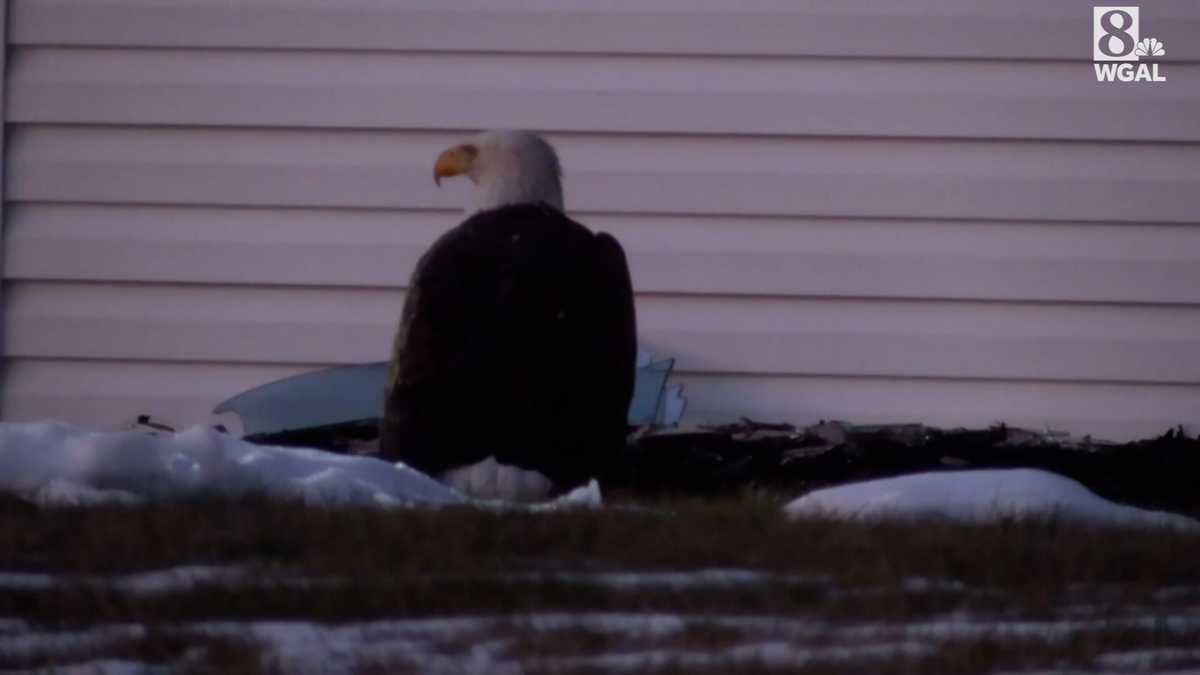 Eagle slams into front window of Pennsylvania home