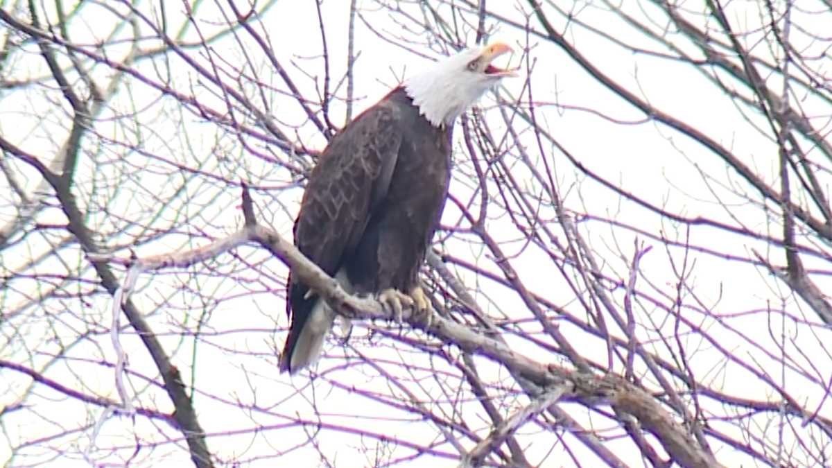 Here's what a bald eagle sounds like and it may surprise you