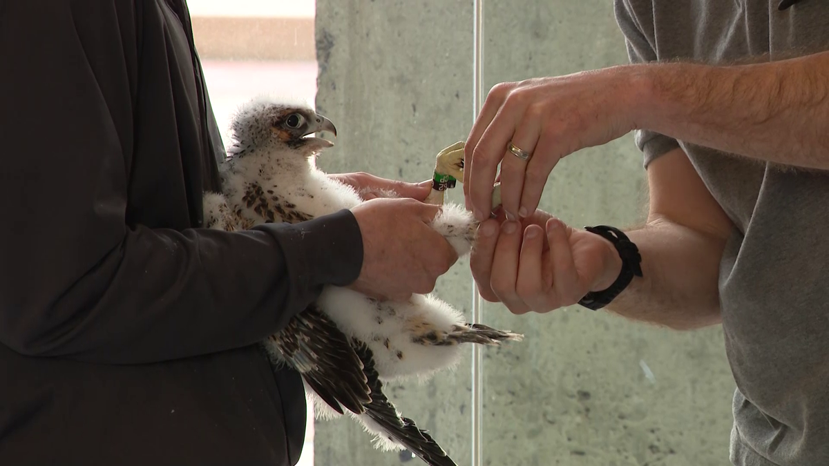 Peregrine falcon chicks banded in Boston to boost species restoration