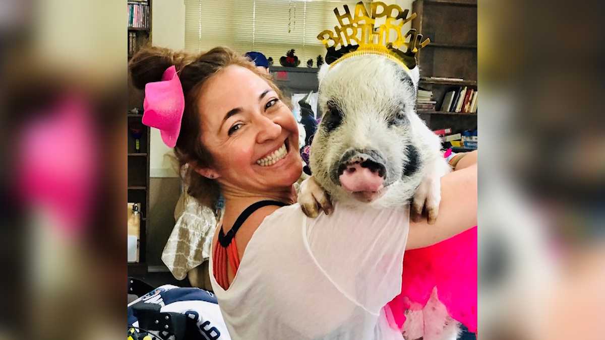 Beloved therapy pig named Barbie stolen from front yard reunited with owner