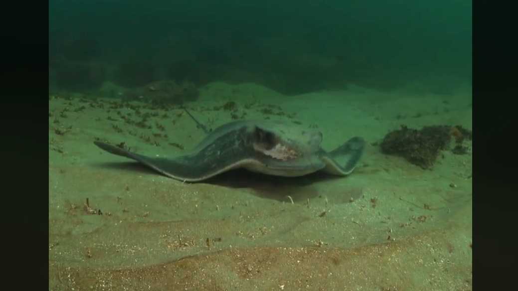 WATCH: Bat rays found in Monterey Bay