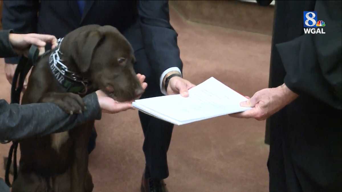 County's newest drug dog is 2-year-old chocolate Lab