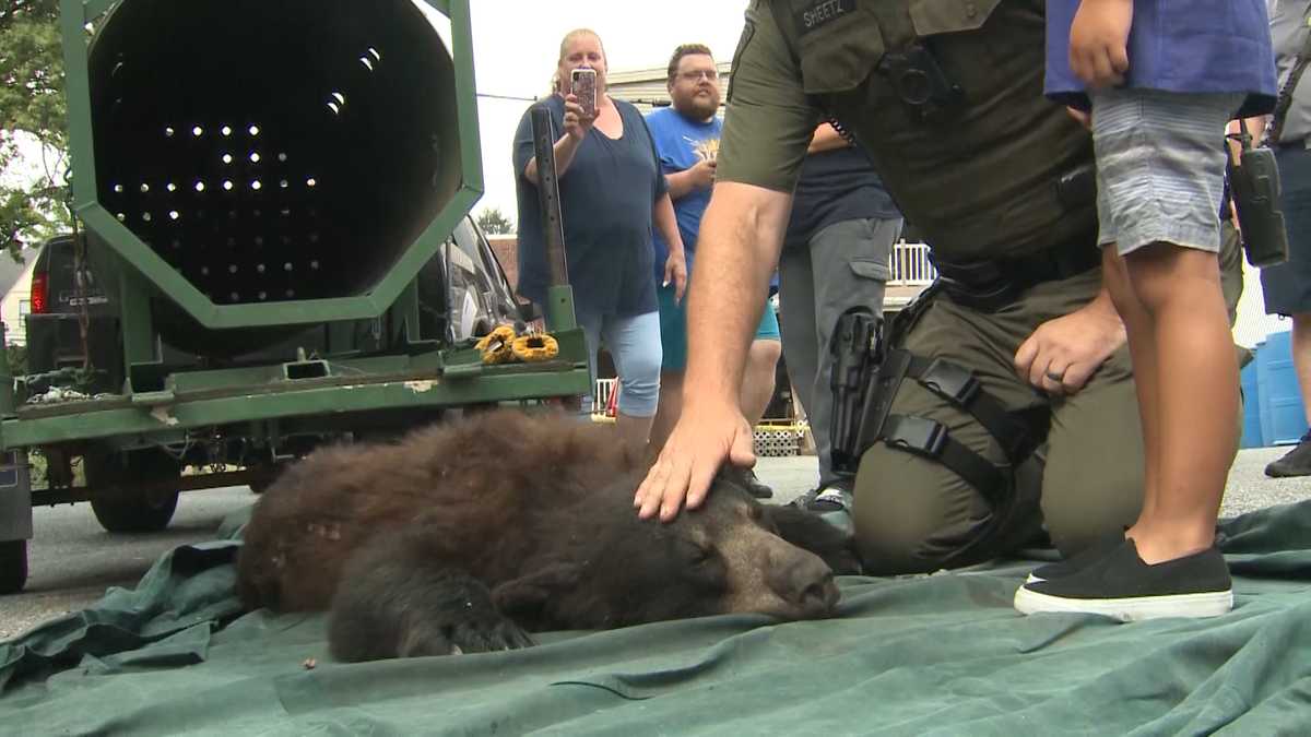 Wandering bear captured in Lancaster