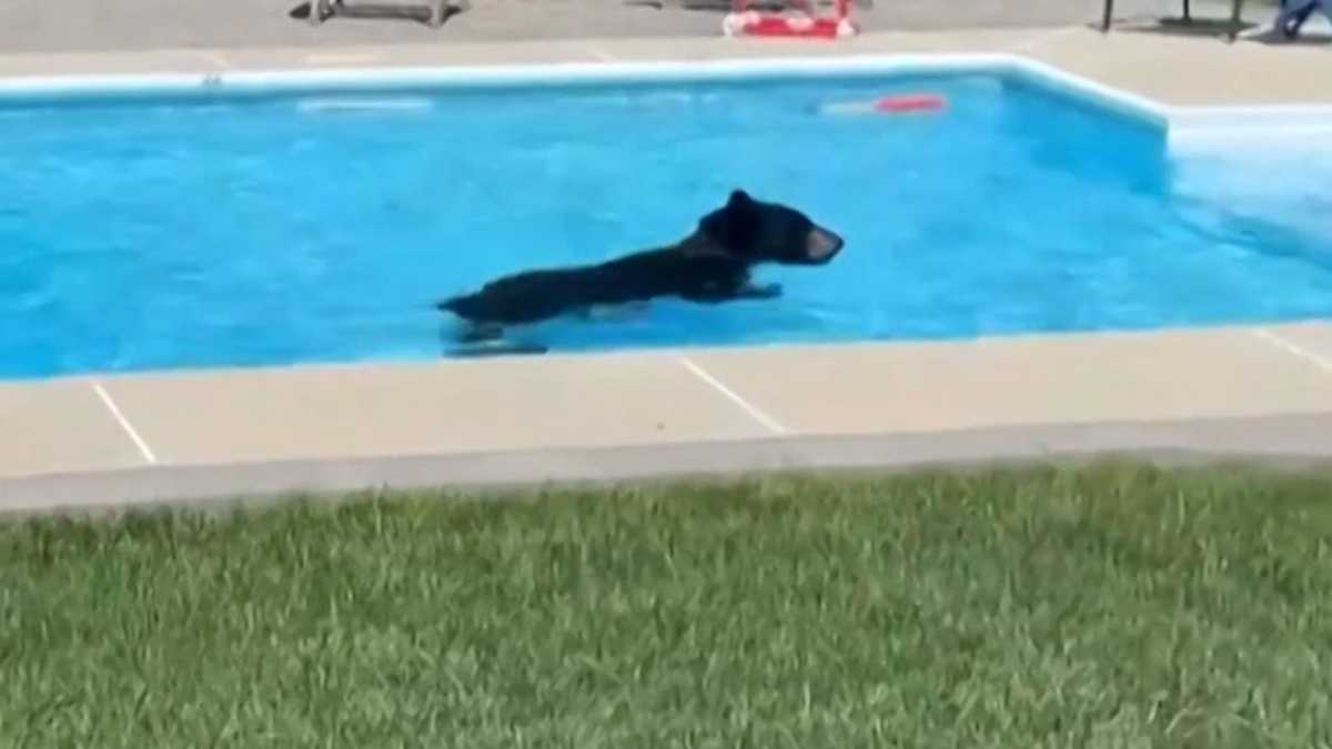 South Shore siblings capture video of bear swimming in their pool