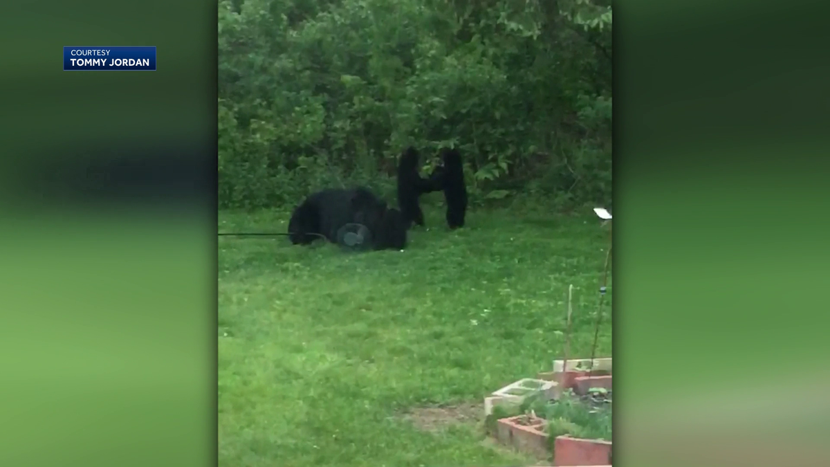Watch: Mama bear, 3 cubs seen frolicking in Mass. backyard