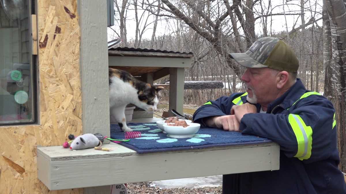 VIDEO: Family's viral cat condo captivates hearts