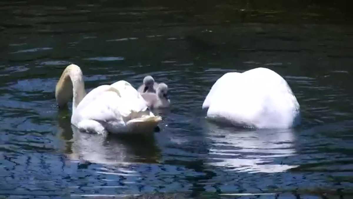Beloved NY swan babies rescued after their mom was killed, eaten
