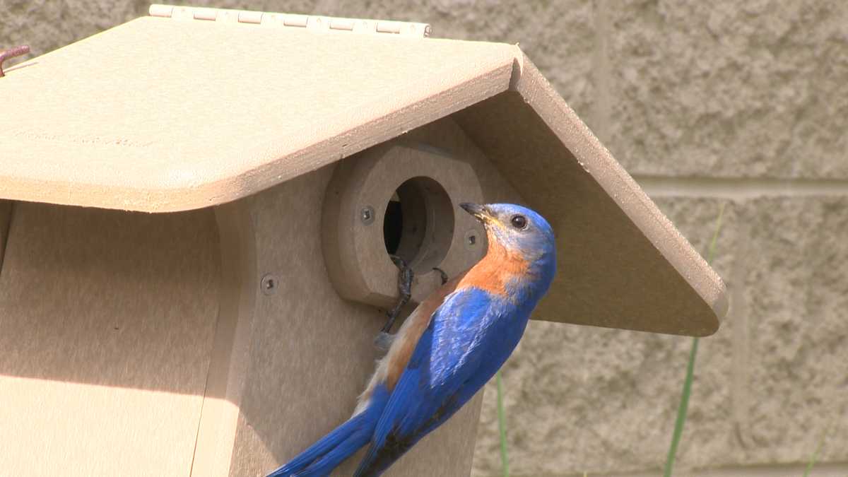 Eastern bluebirds tracked in North Carolina county