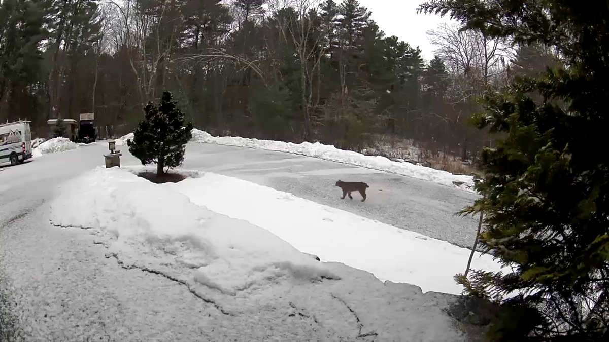 Bobcat spotted walking along Massachusetts driveway