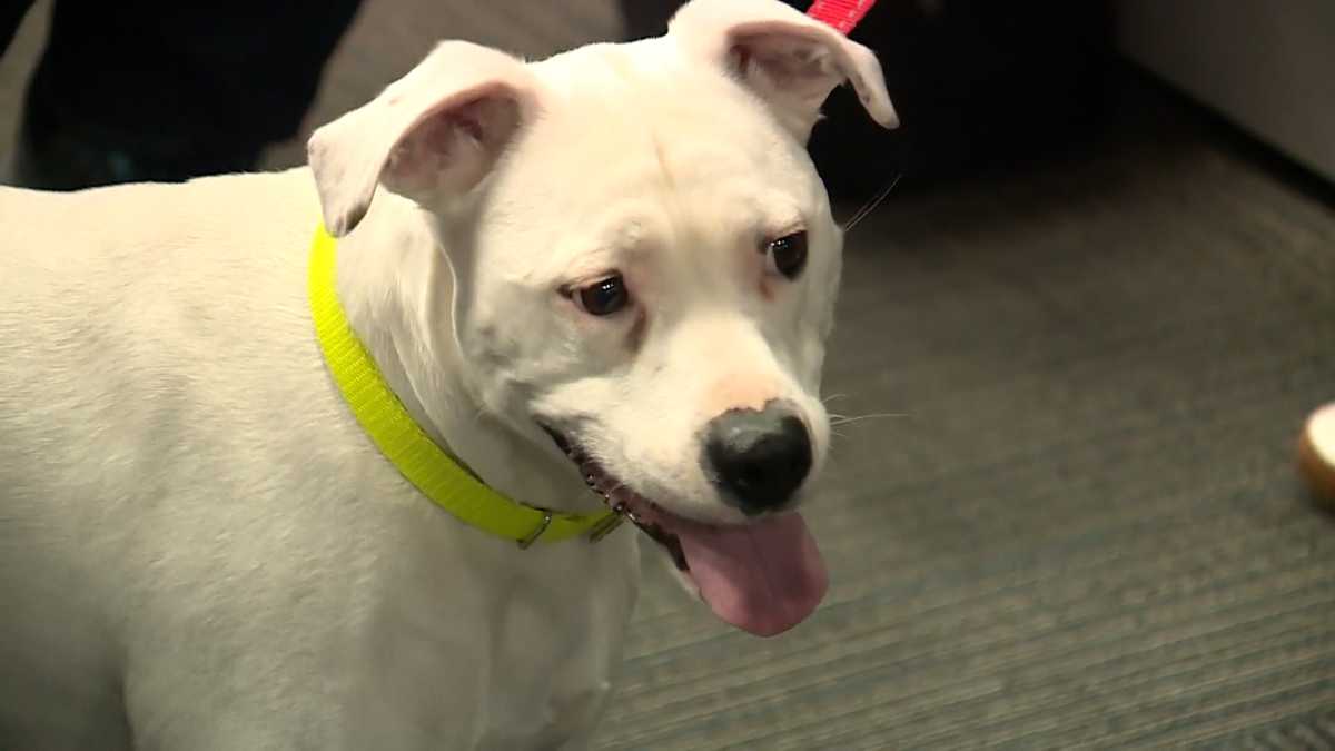 Meet Boo, Greater Portland's Adoptable Pet of the Week: March 12, 2025