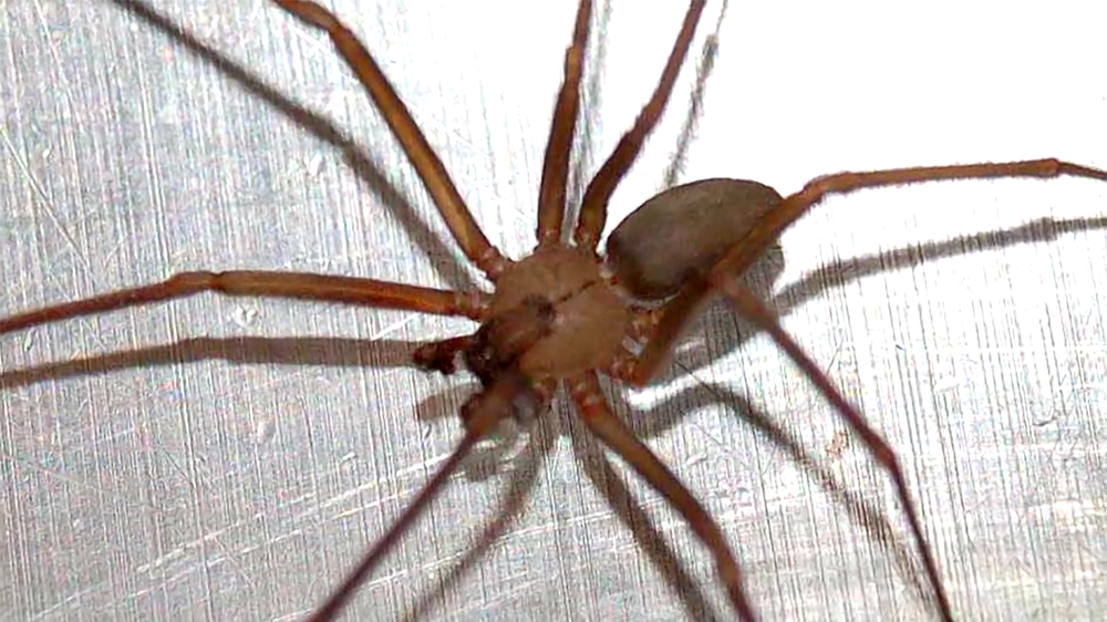 Georgia woman rushed to hospital after brown recluse spider bites