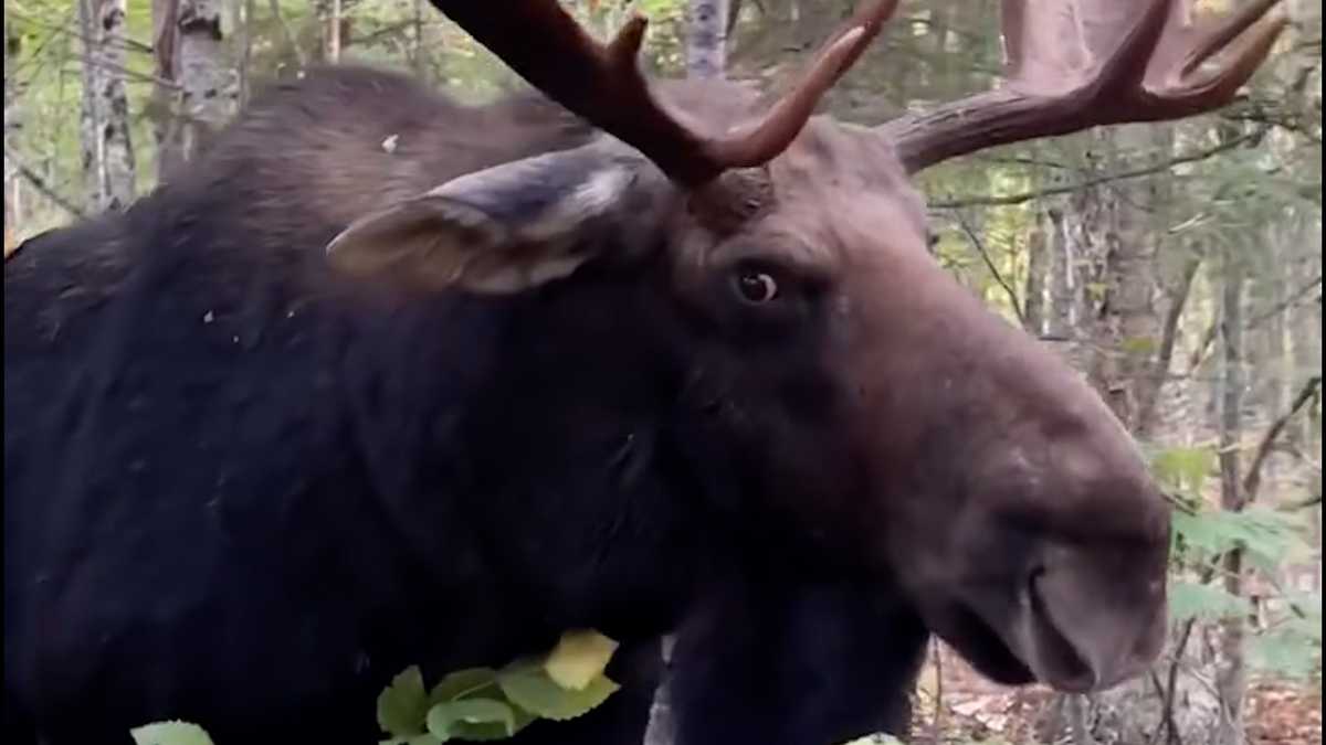Want to see a moose in Maine? Here's how to find one