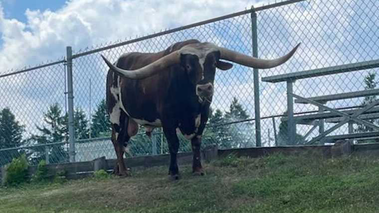 Witness describes bull's time on the run in York County