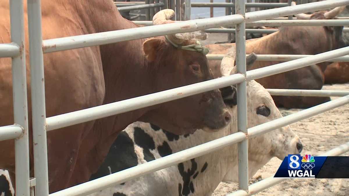 Bullride Mania: Cowboys ride bucking bulls at York State Fair
