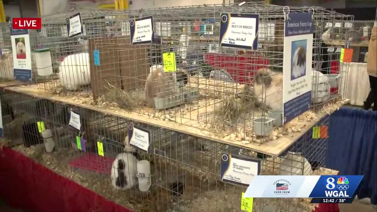 Checking out fluffy angora rabbits at the Pa. Farm Show