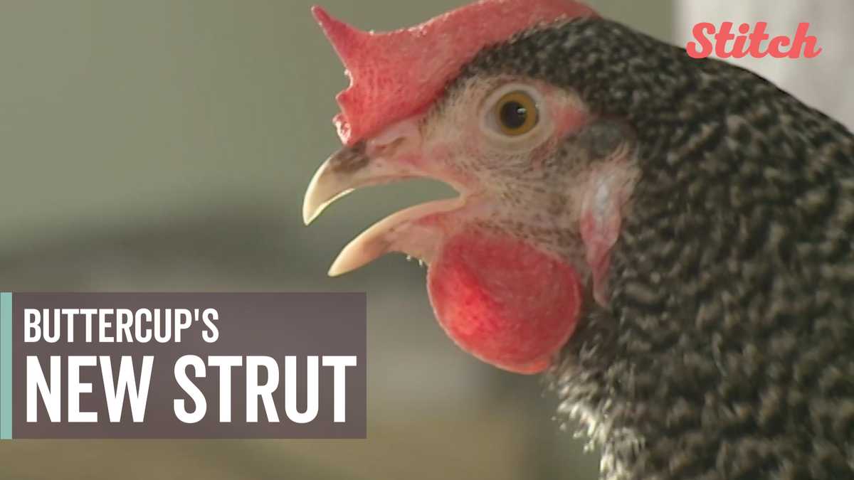 Buttercup the chicken gets a new strut thanks to generous students