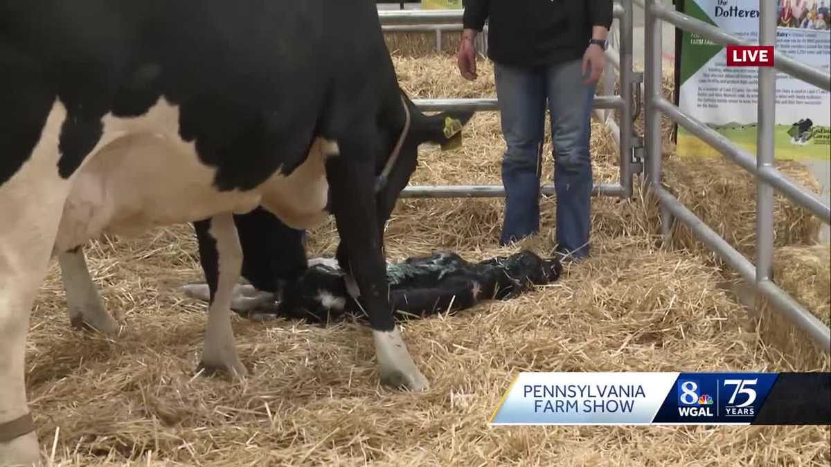 Calf born at PA Farm Show