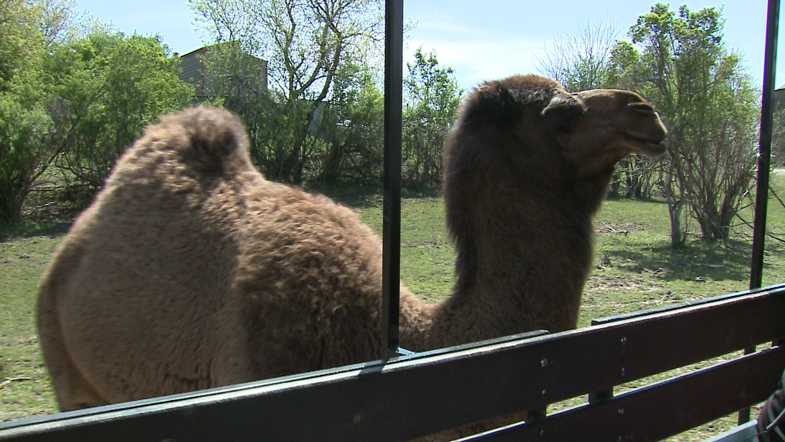 Take a visit to Wisconsin's only safari park