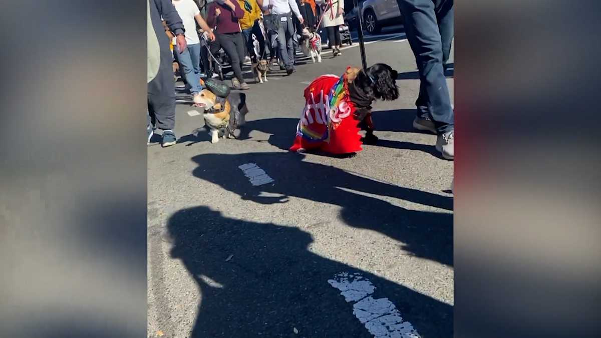 Dozens of dogs dress up for Jamaica Plain's Canine Costume Parade