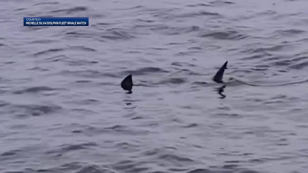 They're back: Great white sharks spotted off Cape Cod