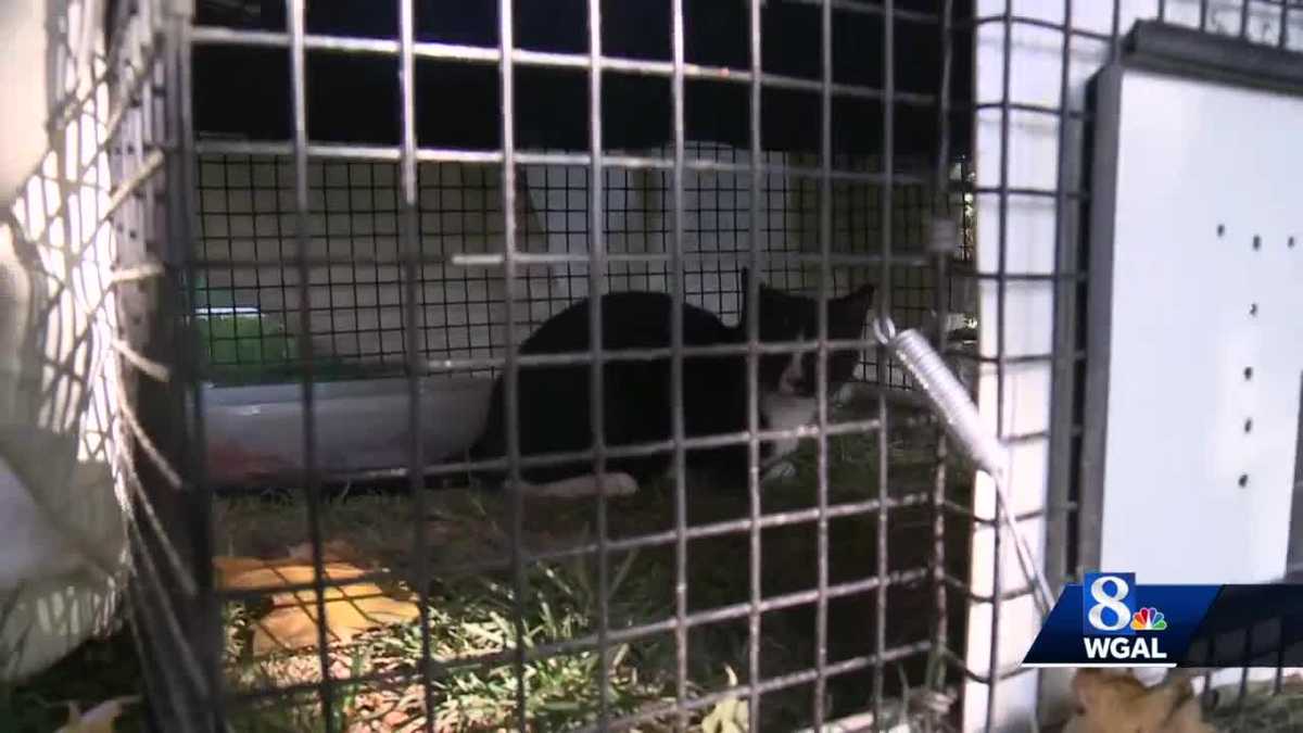 Effort underway to control feral cat population in Mechanicsburg