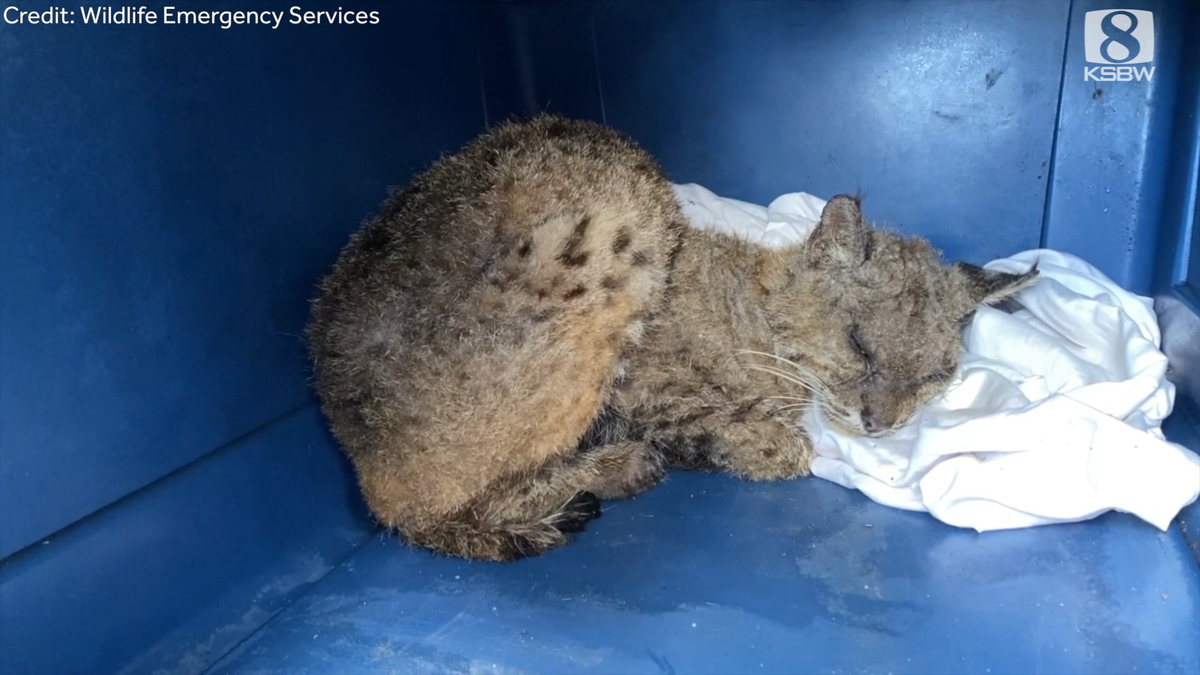 2 bobcats believe to have been poisoned in Santa Cruz