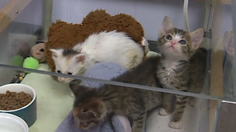 Kittens saved from floodwaters recovering, being bottle-fed at ...