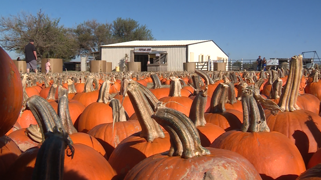 Chester's Party Barn and Farm's pumpkin patch opens for 2024