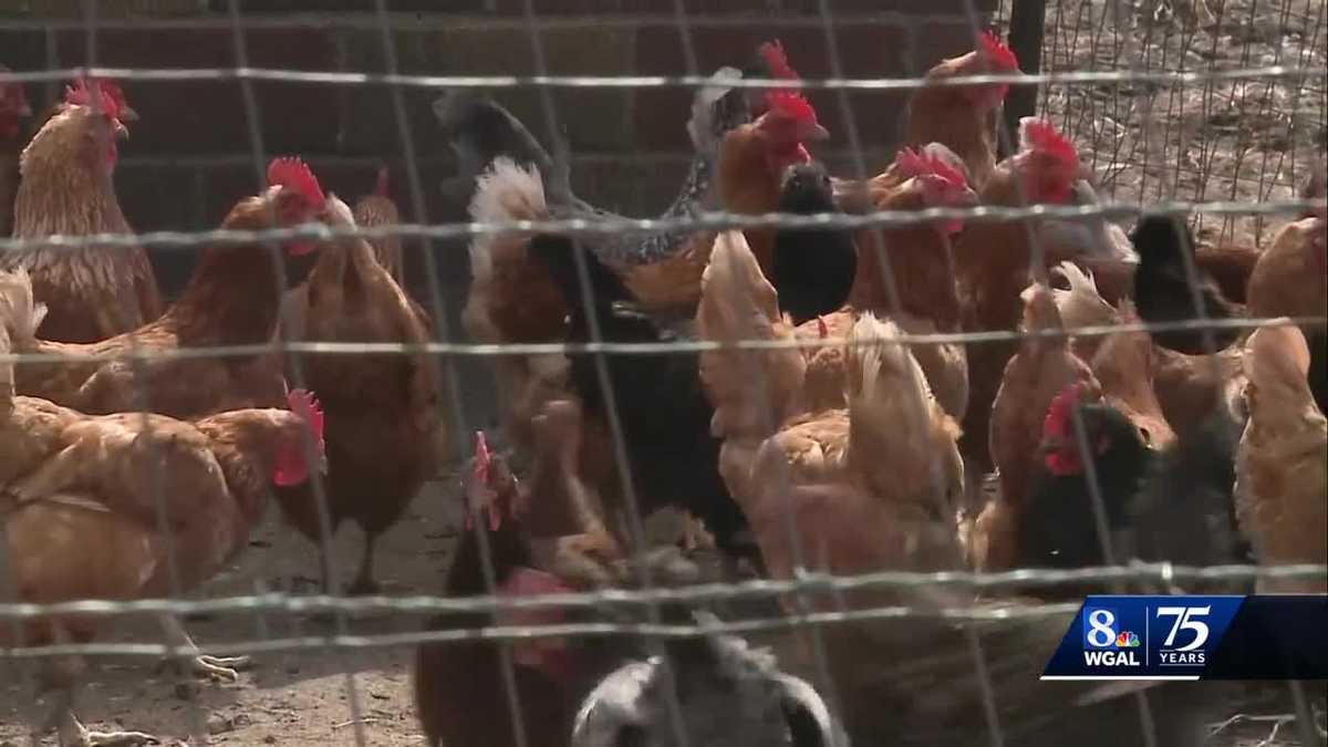 Pennsylvania agriculture secretary talks about bird flu