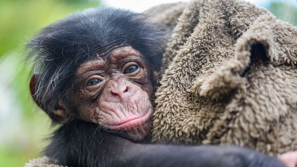 New baby chimp born at Maryland Zoo