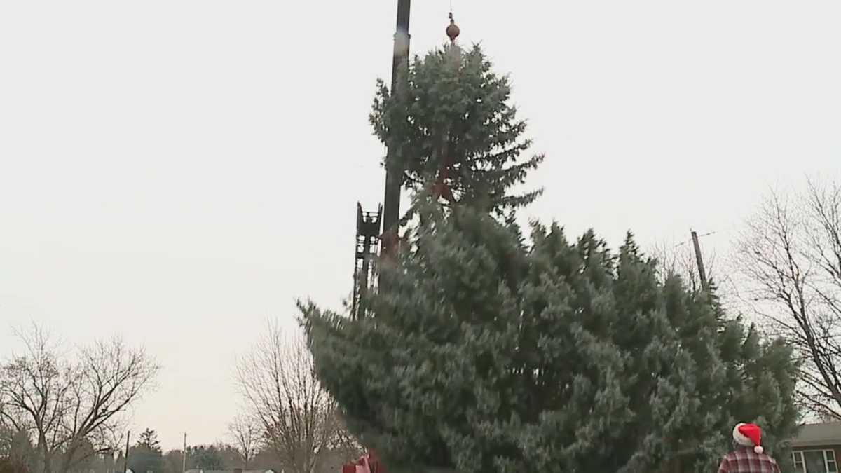 Watch: City's attempt to chop down Christmas tree turns into disaster