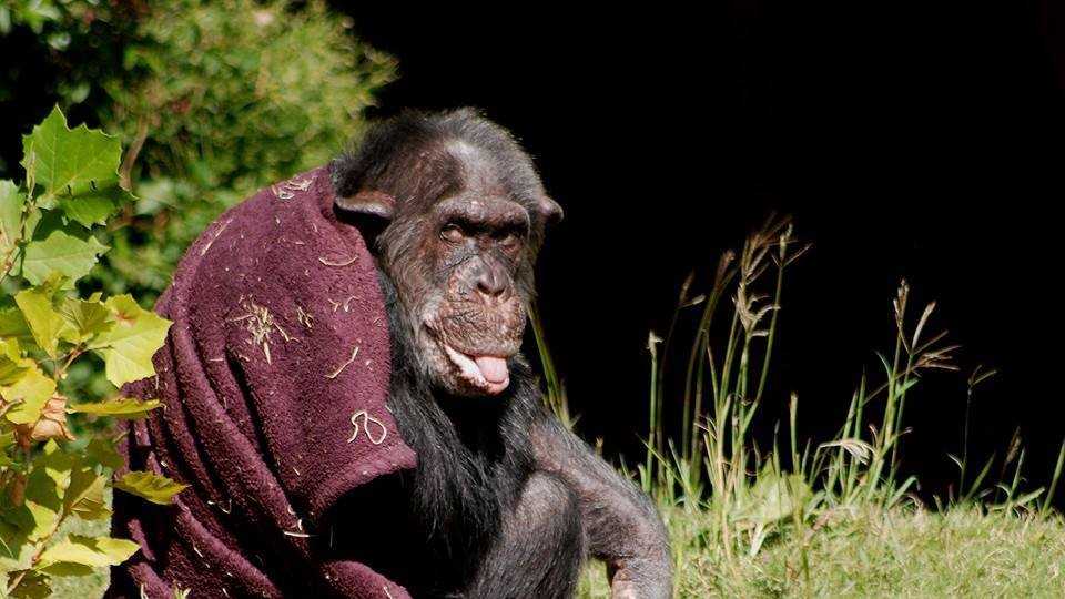OKC Zoo celebrating half a century of Cindy the Chimp