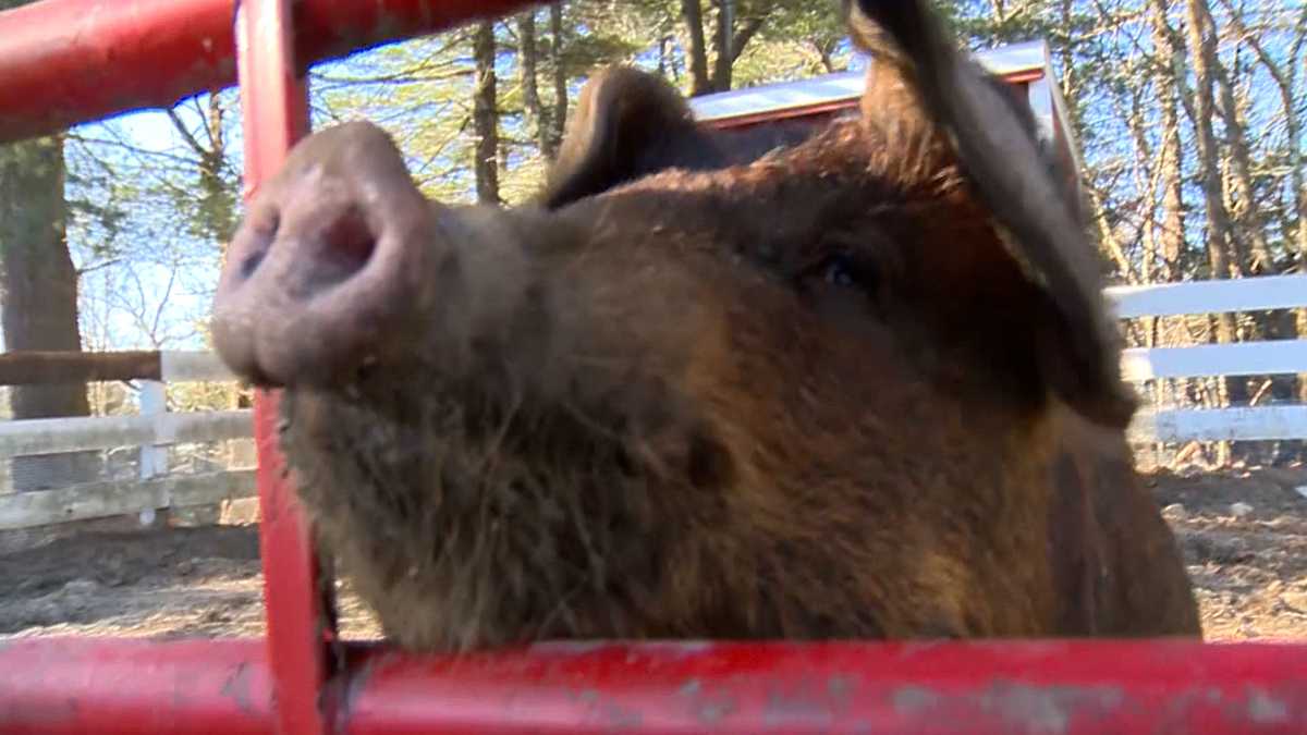 What a ham! 1-year-old pig abandoned in Mass. needs new home