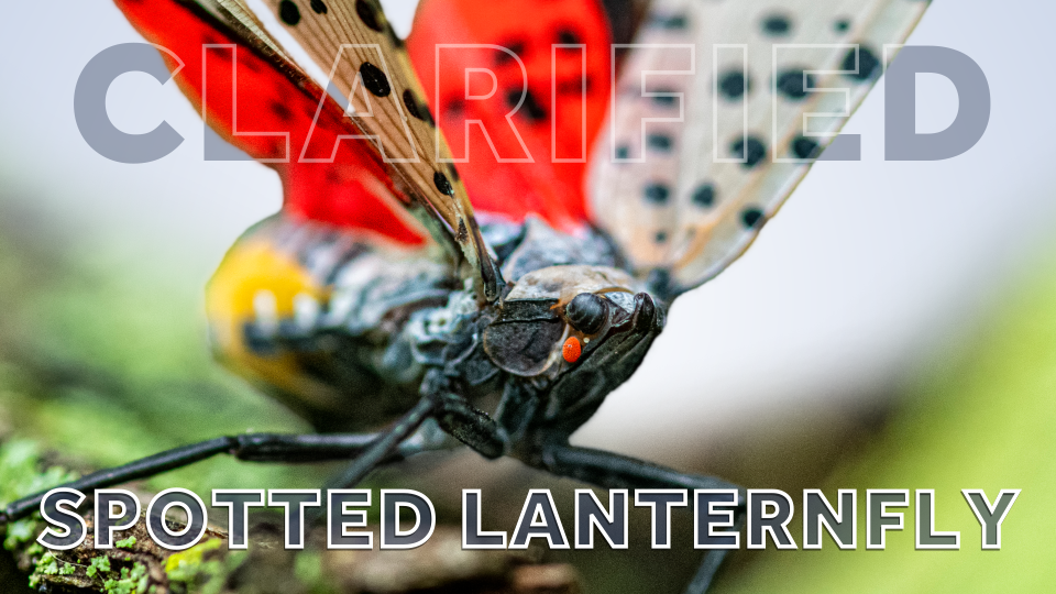 Spotted lanternfly season: Why do these pests keep coming back
