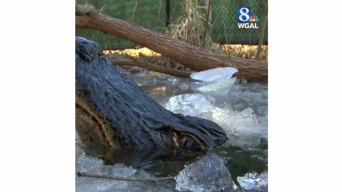 Frigid alligators have to break through ice